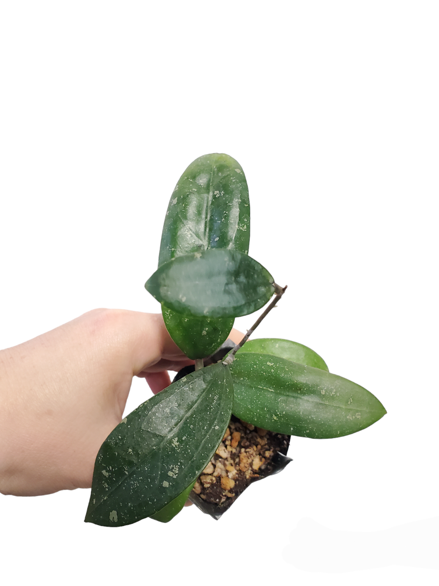 H. wibergiae 20 – Plants Collection